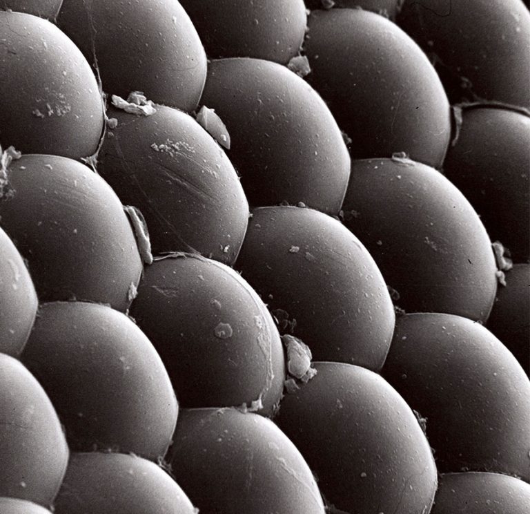 Raster-Elektronenmikroskop – Roland Mühler Fotografie